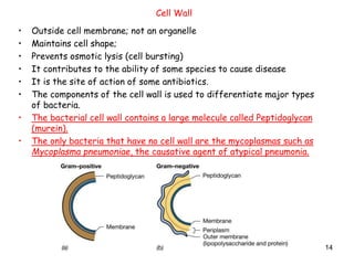 Chapter 4 functional anatomy of prok and euk partial | PPT