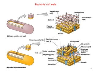 Chapter 4 functional anatomy of prok and euk partial | PPT