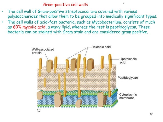 Chapter 4 functional anatomy of prok and euk partial | PPT