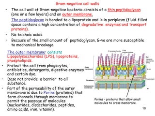 Chapter 4 functional anatomy of prok and euk partial | PPT