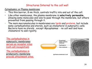 Chapter 4 functional anatomy of prok and euk partial | PPT