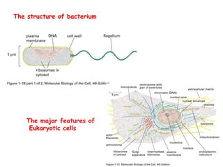 Chapter 4 functional anatomy of prok and euk partial | PPT