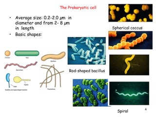 Chapter 4 functional anatomy of prok and euk partial | PPT