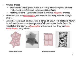 Chapter 4 functional anatomy of prok and euk partial | PPT
