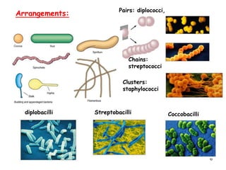 Chapter 4 functional anatomy of prok and euk partial | PPT
