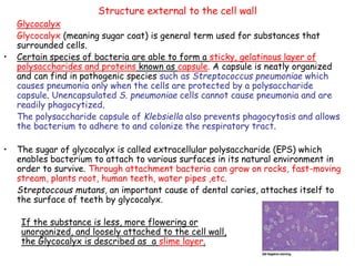 Chapter 4 functional anatomy of prok and euk partial | PPT
