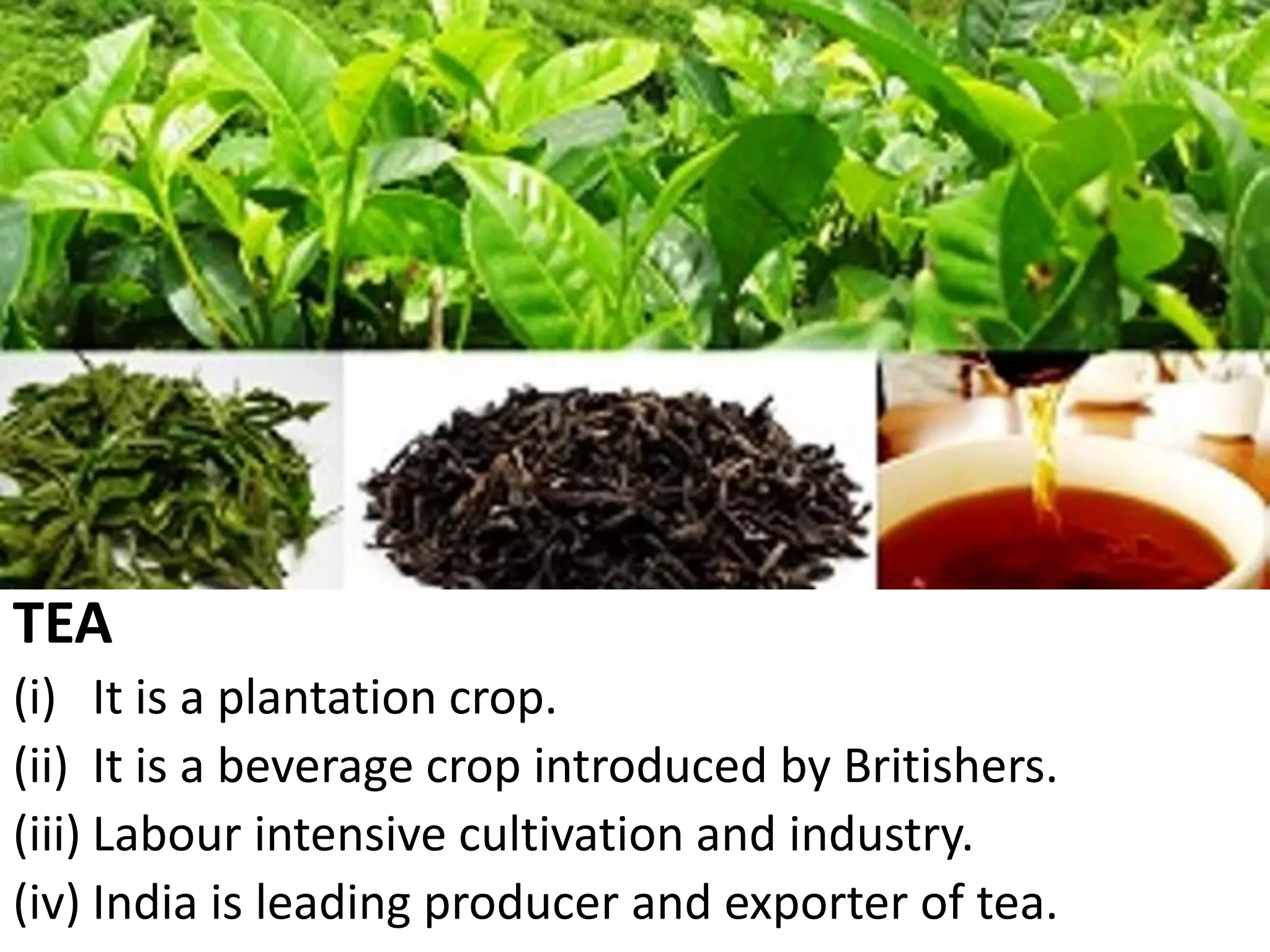 Chapter - 4, Agriculture, Geography, Social Science, Class 10 | PDF
