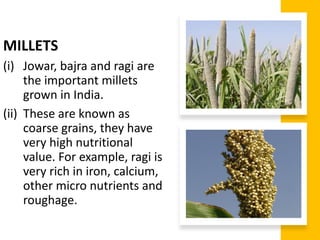 Chapter - 4, Agriculture, Geography, Social Science, Class 10 | PDF