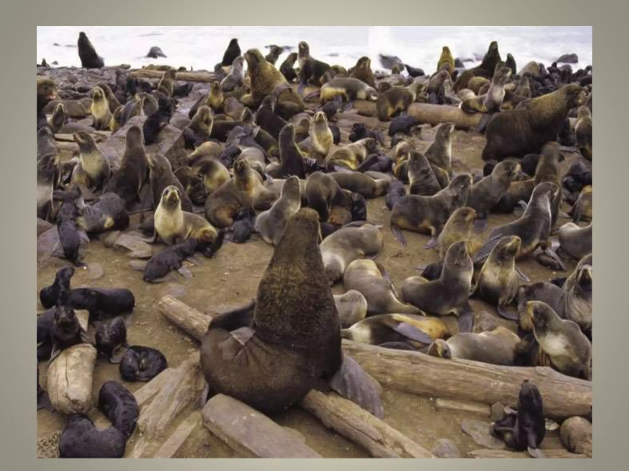 human population environment | PPTX