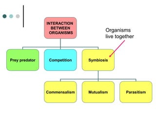 Chapter 4 interaction between organism | PPT
