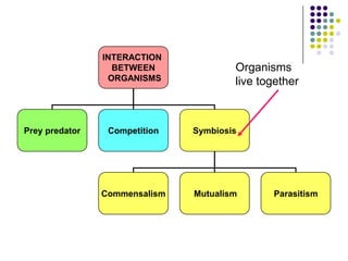 Chapter 4 interaction between organism | PPT
