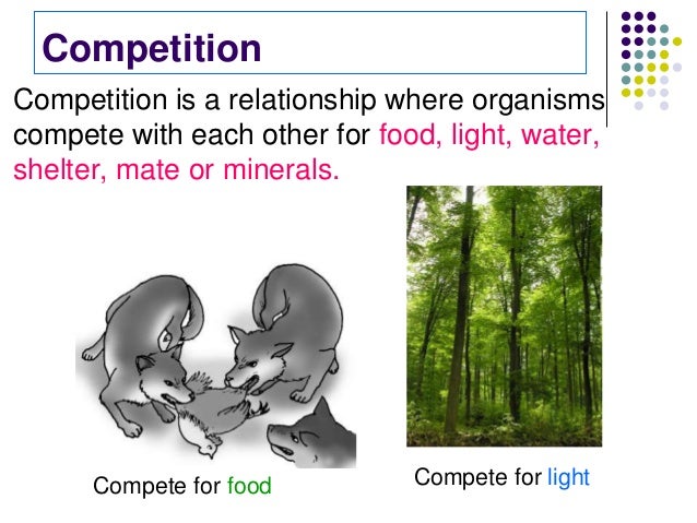 Competition Between Animals For Food