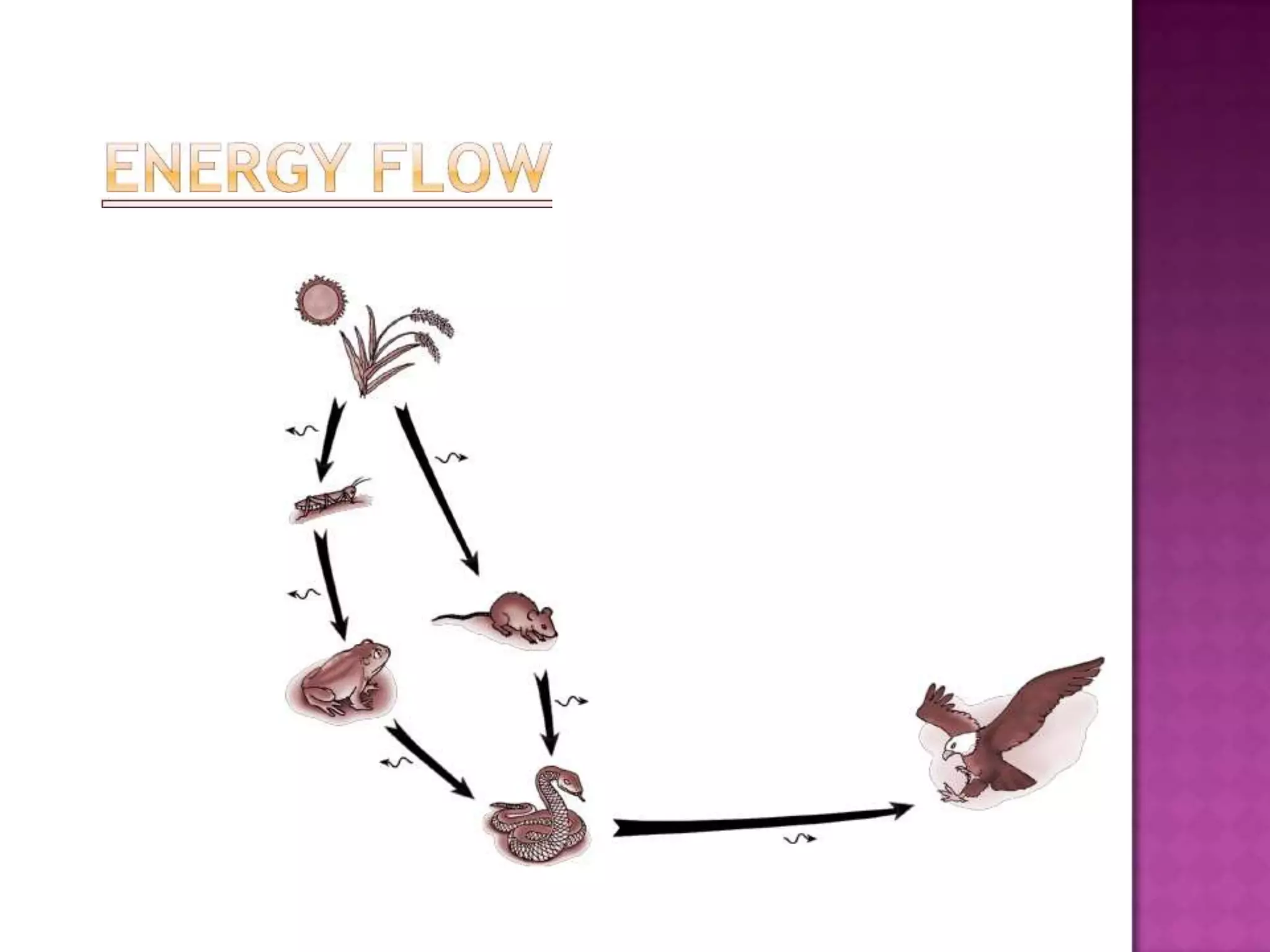 Chapter 4 interdependence among living organisms and the envirronment ...