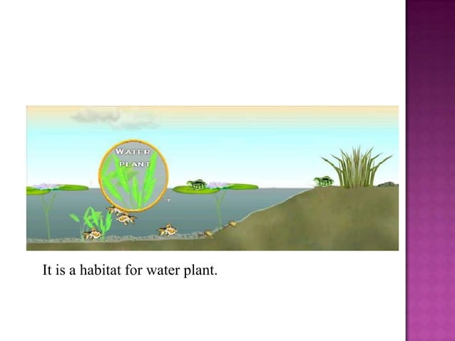 Chapter 4 interdependence among living organisms and the envirronment ...