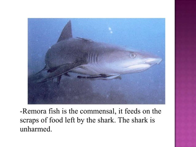 Chapter 4 interdependence among living organisms and the envirronment ...