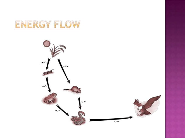Chapter 4 interdependence among living organisms and the envirronment ...