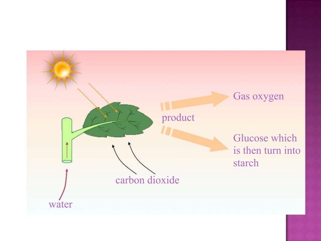 Chapter 4 interdependence among living organisms and the envirronment ...