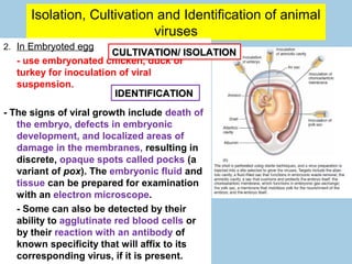 Chapter 4 isolation identification-and-cultivation | PPT