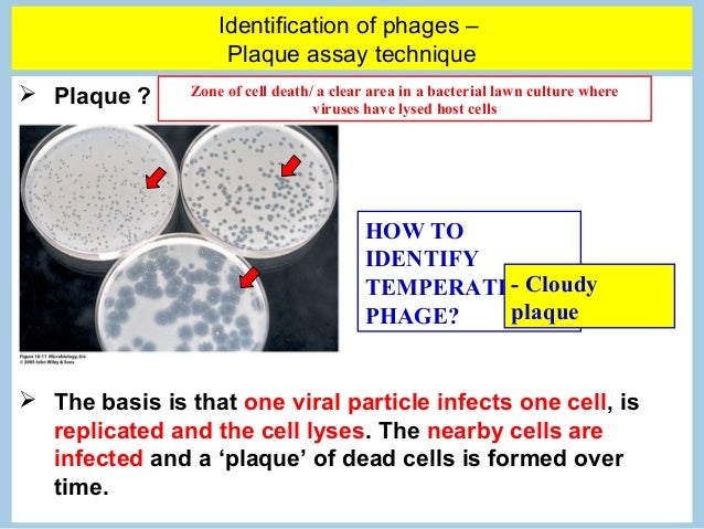 Chapter 4 isolation identification-and-cultivation