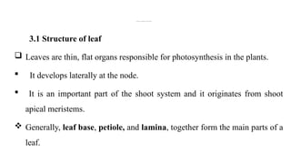 Comprehensive Study of Leaf Morphology, Anatomy, and Flower ...