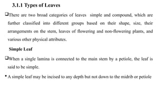 Comprehensive Study of Leaf Morphology, Anatomy, and Flower ...