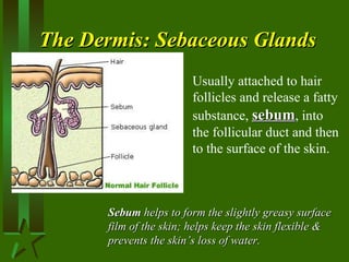 Chapter 4 lecture 2 | PPT