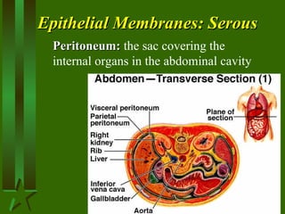 Chapter 4 lecture 1 untouched | PPT