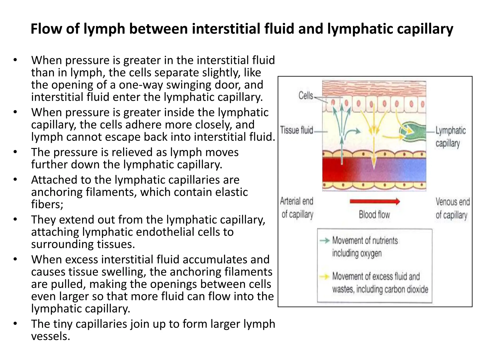 Lymphatic System.pptx