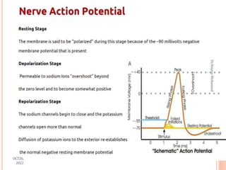 chapter 4 Membrane action potential.ppt