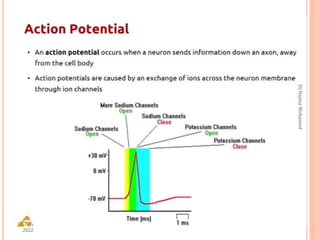chapter 4 Membrane action potential.ppt