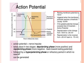chapter 4 Membrane action potential.ppt