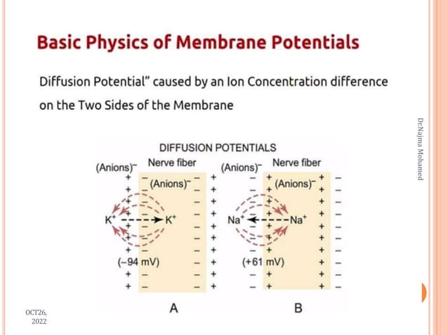 chapter 4 Membrane action potential.ppt