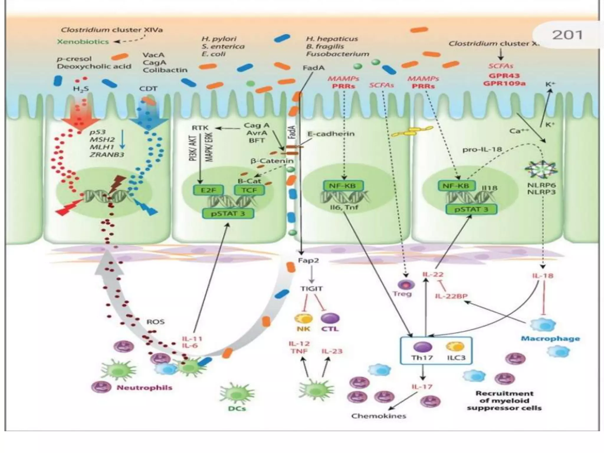 Chapter 4 microbiome and cancer | PPTX