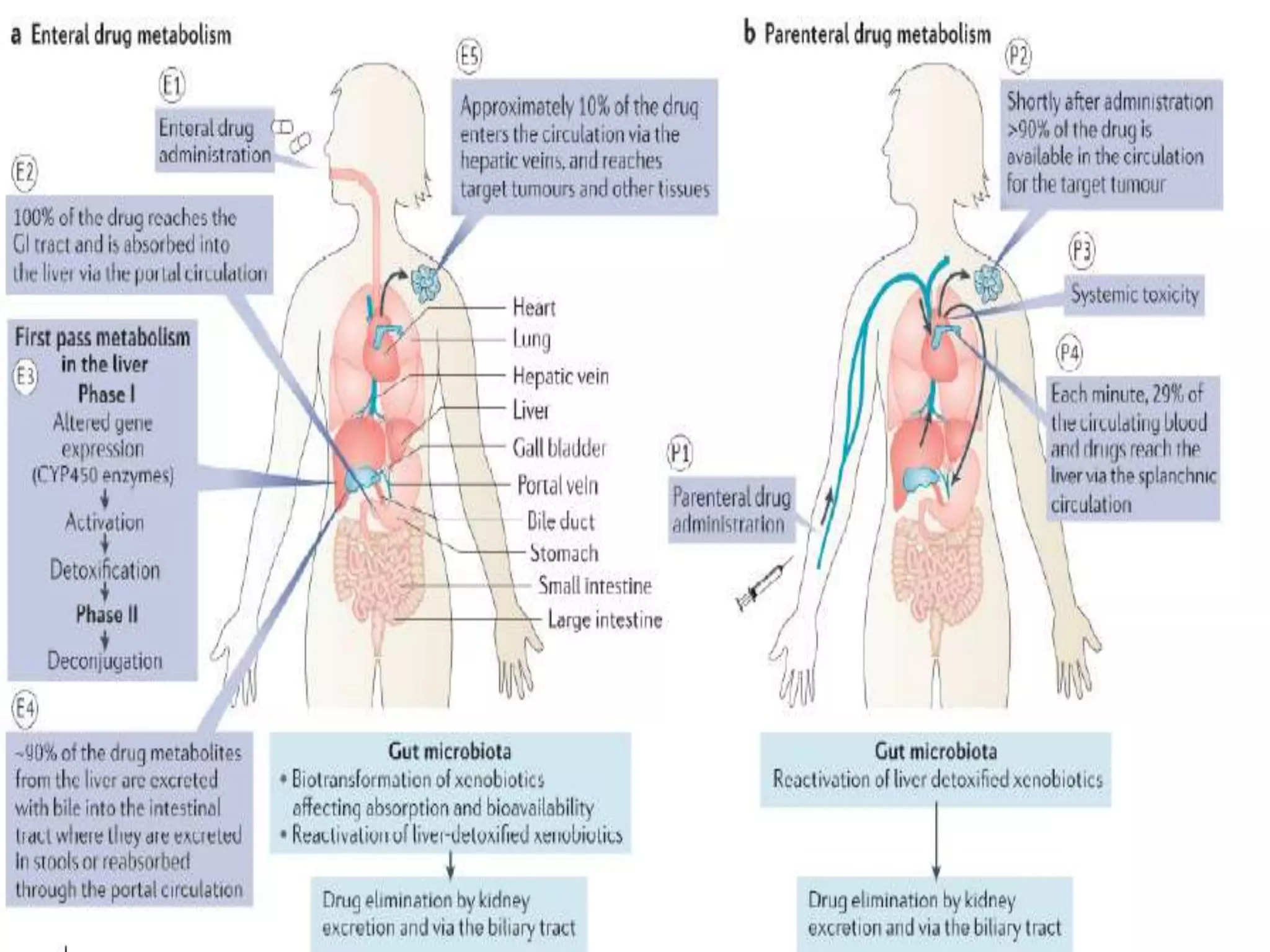 Chapter 4 microbiome and cancer | PPTX