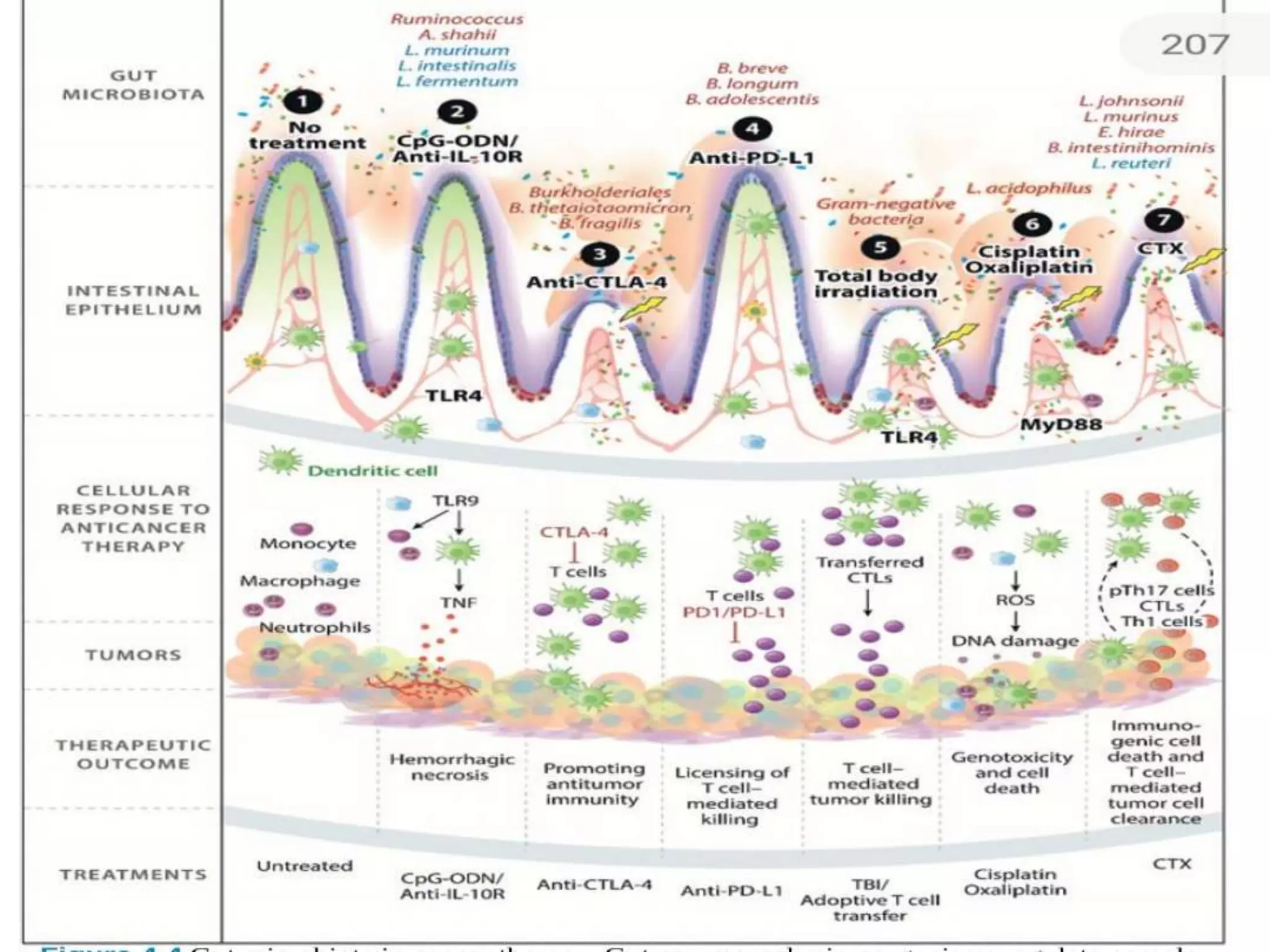 Chapter 4 microbiome and cancer | PPTX