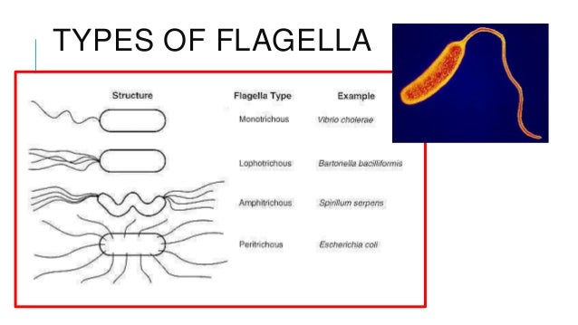 Prokaryotic and Eukaryotic Cells