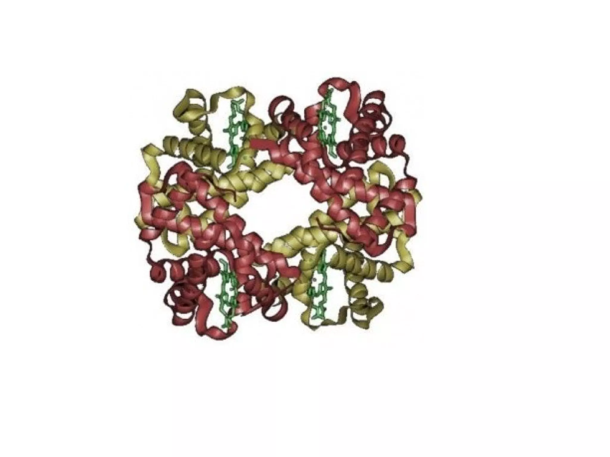 Chapter 4 (part 1) protein structure introduction- 2nd structure | PPT