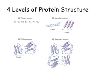 Chapter 4 (part 1) protein structure introduction- 2nd structure | PPT