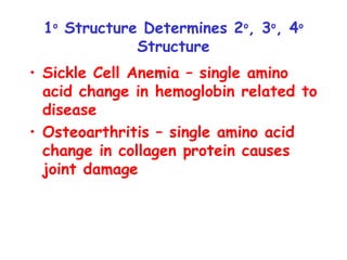 Chapter 4 (part 1) protein structure introduction- 2nd structure | PPT