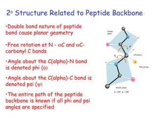 Chapter 4 (part 1) protein structure introduction- 2nd structure | PPT