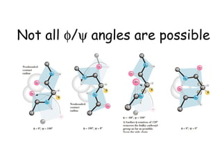 Chapter 4 (part 1) protein structure introduction- 2nd structure | PPT