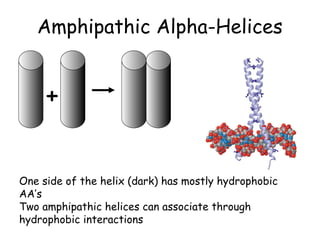 Chapter 4 (part 1) protein structure introduction- 2nd structure | PPT