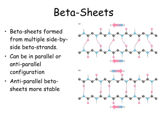 Chapter 4 (part 1) protein structure introduction- 2nd structure | PPT