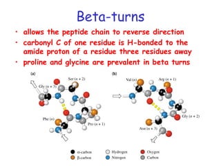 Chapter 4 (part 1) protein structure introduction- 2nd structure | PPT