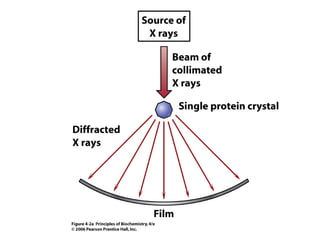 Chapter 4 (part 1) protein structure introduction- 2nd structure | PPT