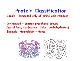 Chapter 4 (part 1) protein structure introduction- 2nd structure | PPT