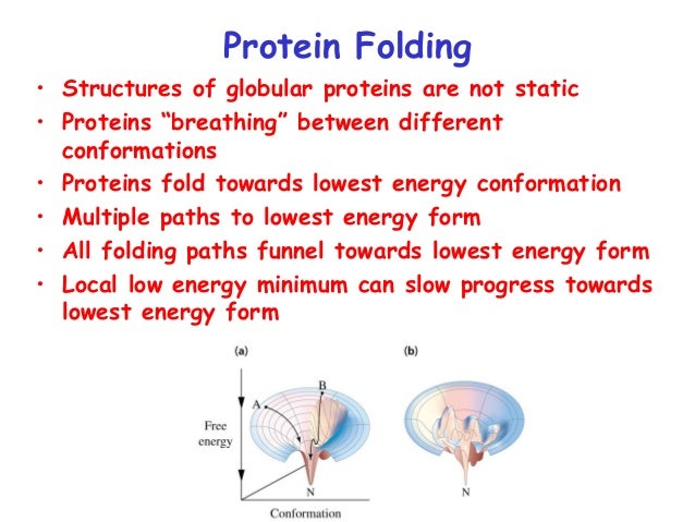 Chapter 4 (part 2) protein 3-d structure - 3ed and 4th structure an…