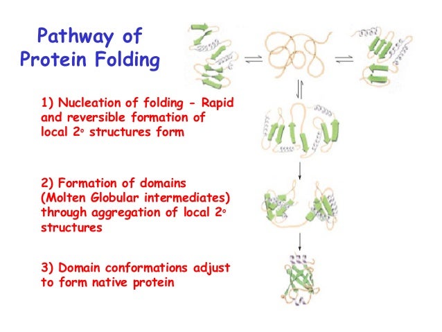 Chapter 4 Part 2 Protein 3 D Structure 3ed And 4th Structure An…