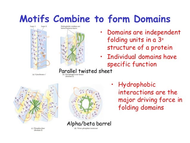 Chapter 4 (part 2) protein 3-d structure - 3ed and 4th structure an…