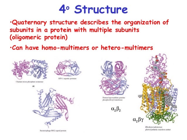 Chapter 4 (part 2) protein 3-d structure - 3ed and 4th structure an…